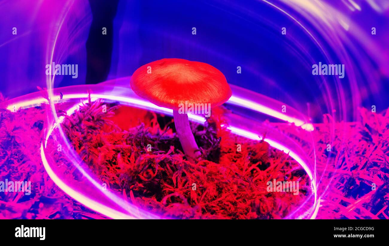 Neon nature. Mushrooms and plants illuminated by inert gas. Paradoxical ...