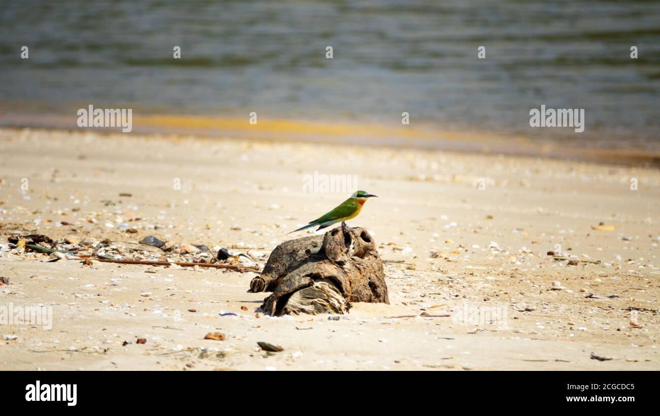 Blue-tailed Bee-eater (Merops philippinus) sits on a beautiful root ...