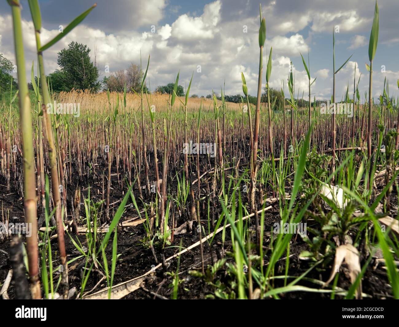Regrowth of reeds after burning of wetland in previous dry summer ...
