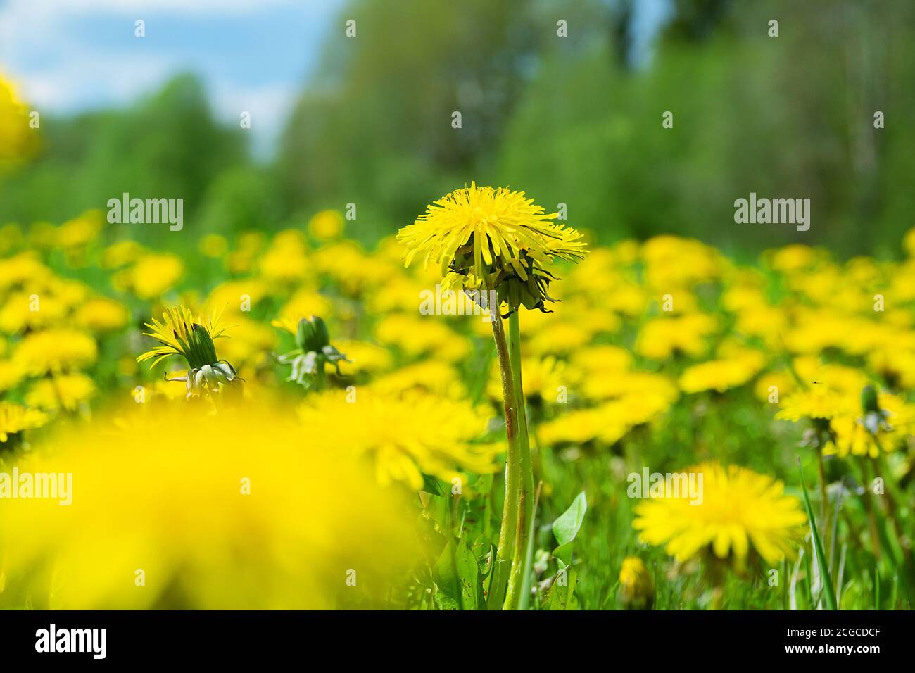 Field of spring flowers and perfect sunny day. Yellow is positive color ...