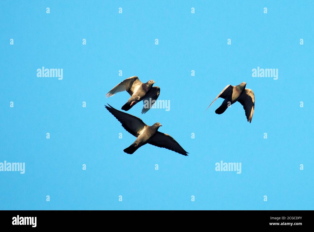 Three flying Blue pigeons (Columba livia). Close up Stock Photo - Alamy