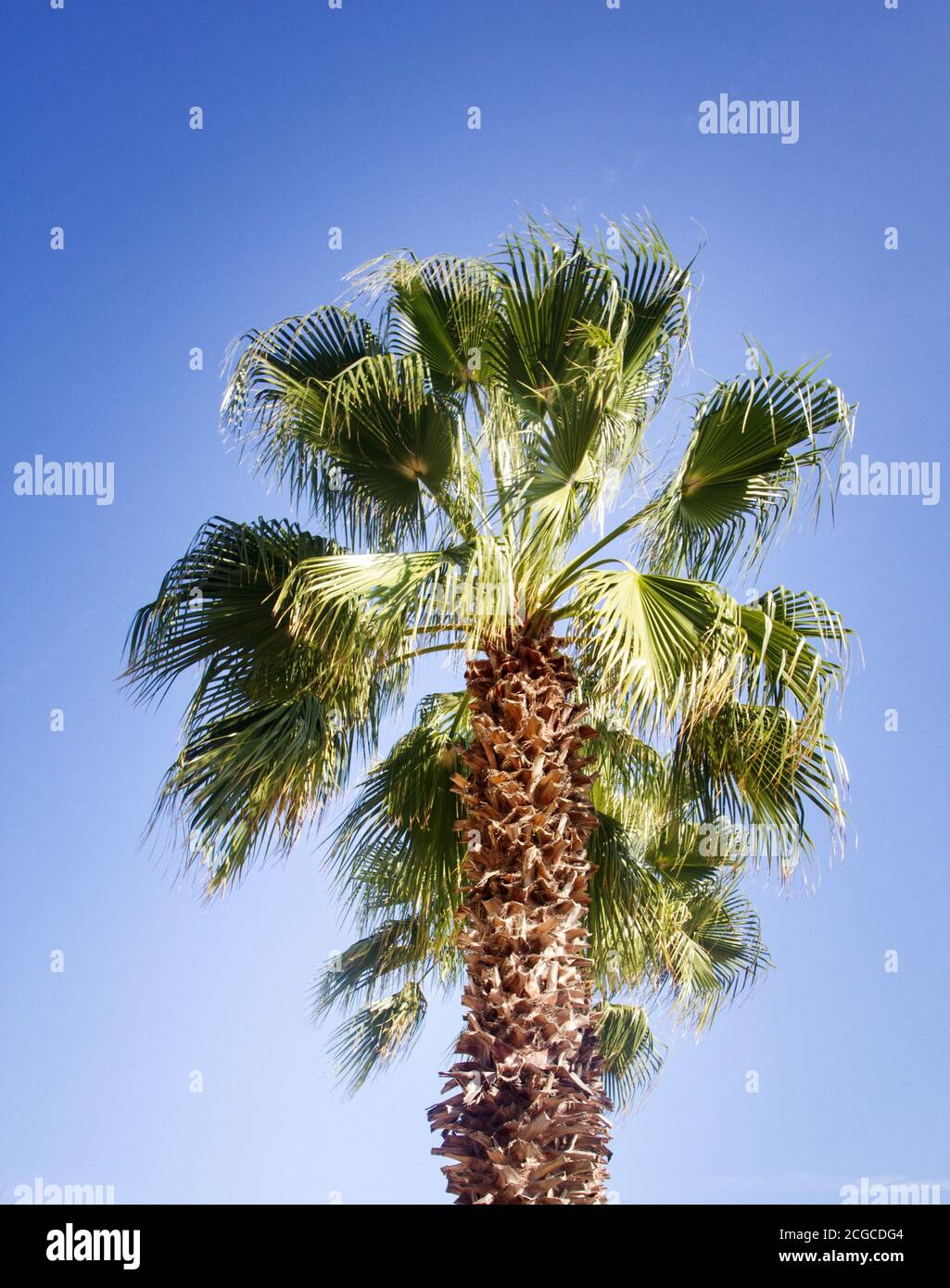 Talipot palm corypha umbraculifera hi-res stock photography and images ...