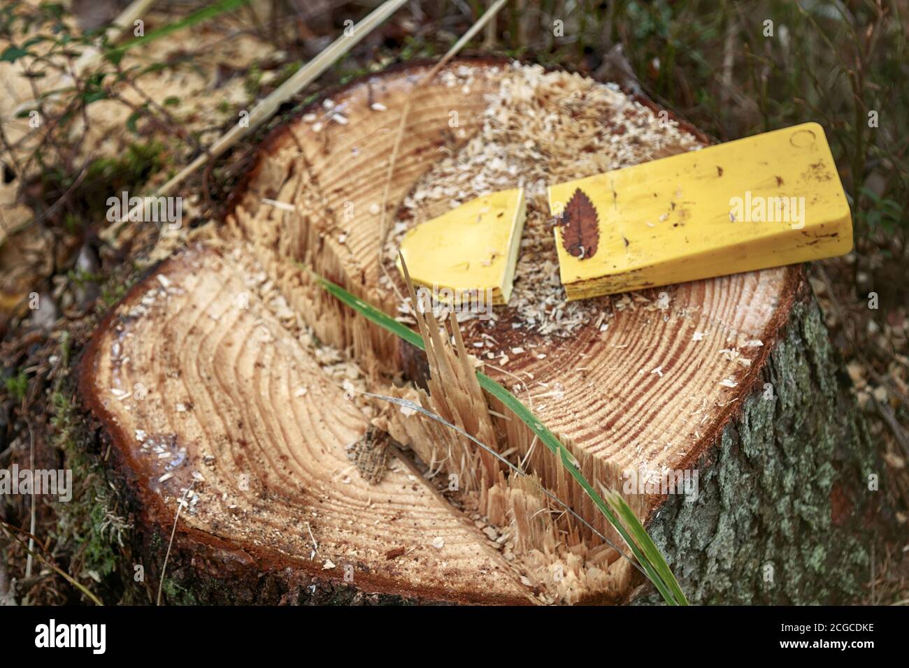 tree stump, falling wedge burst after prolonged heavy use of lumberman ...