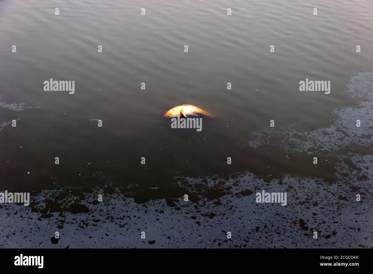 Dead Chinese carp (White amur, Ctenopharyngodon idella) in the pond ...