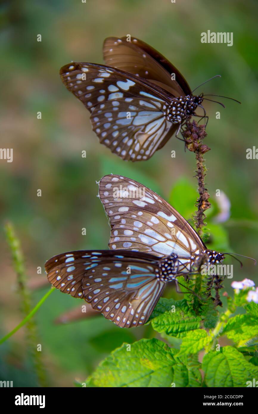 Butterflies from the genus Milkweed butterfly (Danaidae) probably ...