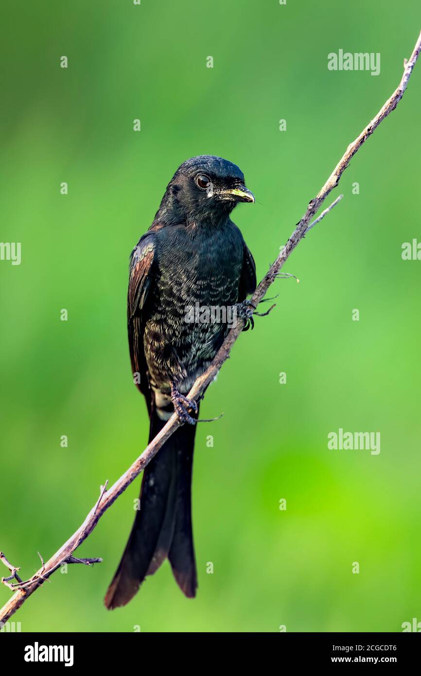 Indian wish tree hi-res stock photography and images - Alamy