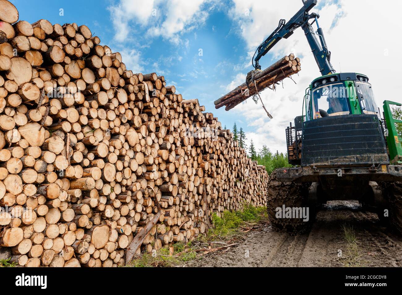 Timber truck with European spruce timber in huge pile, harvesting in ...