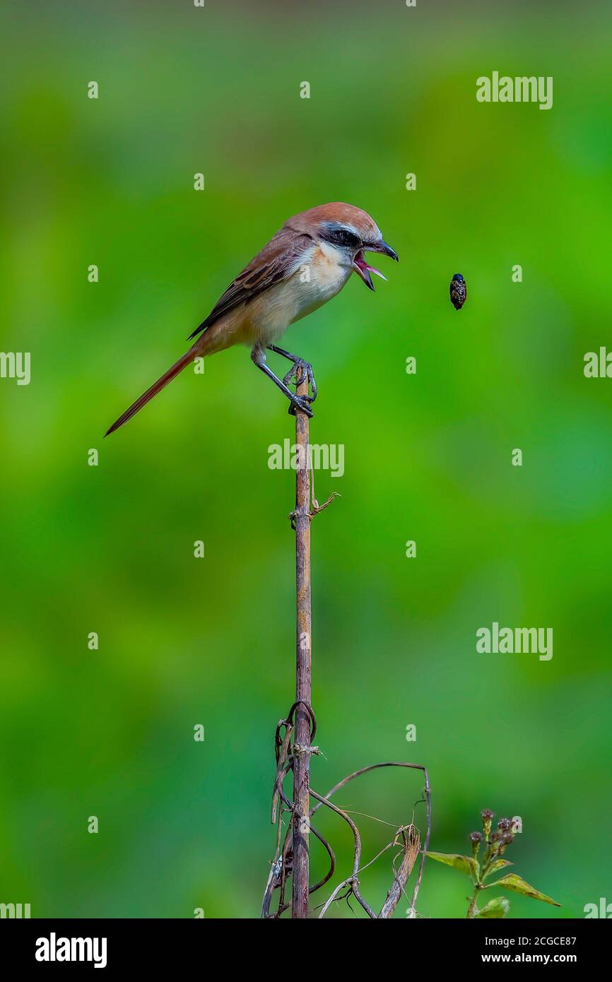 Indian wish tree hi-res stock photography and images - Alamy