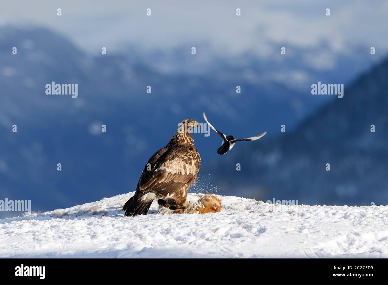 Norwegian golden eagle (Aquila chrysaetos) in winter snow with prey ...