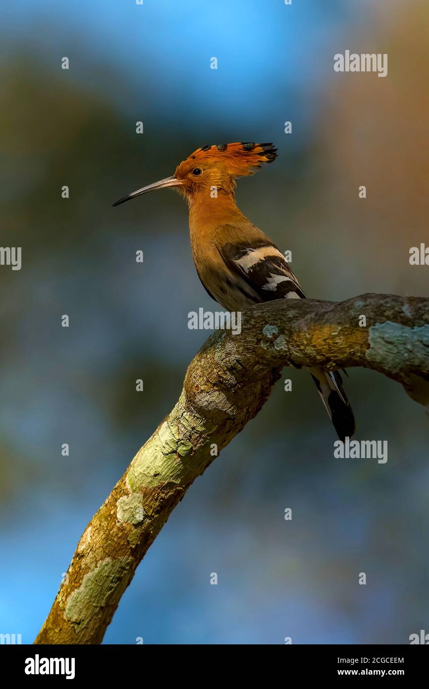 Indian wish tree hi-res stock photography and images - Alamy