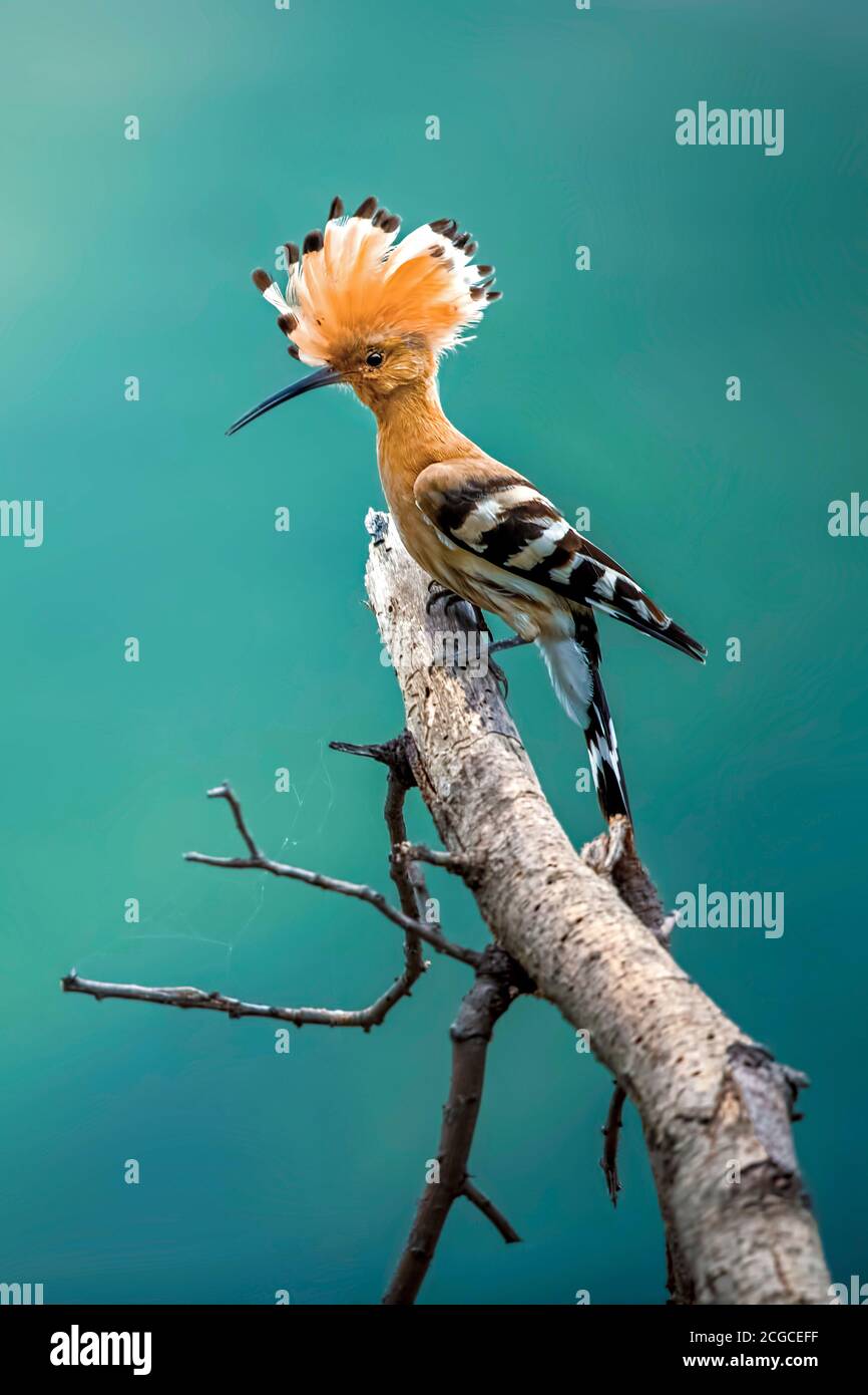 Indian wish tree hi-res stock photography and images - Alamy