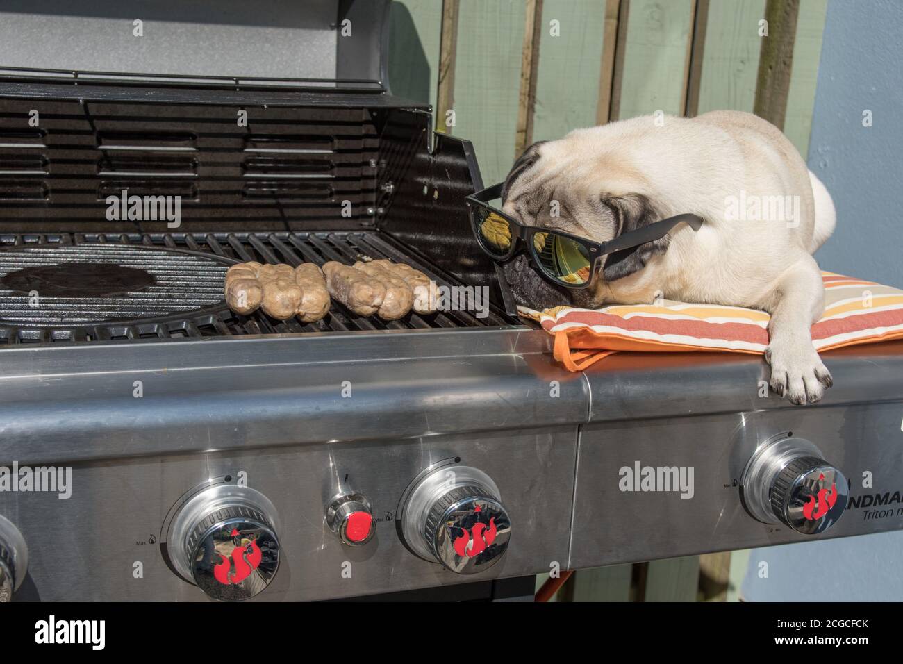 Pug Dog in the sunshine sitting next to a barbecue looking at sausages ...