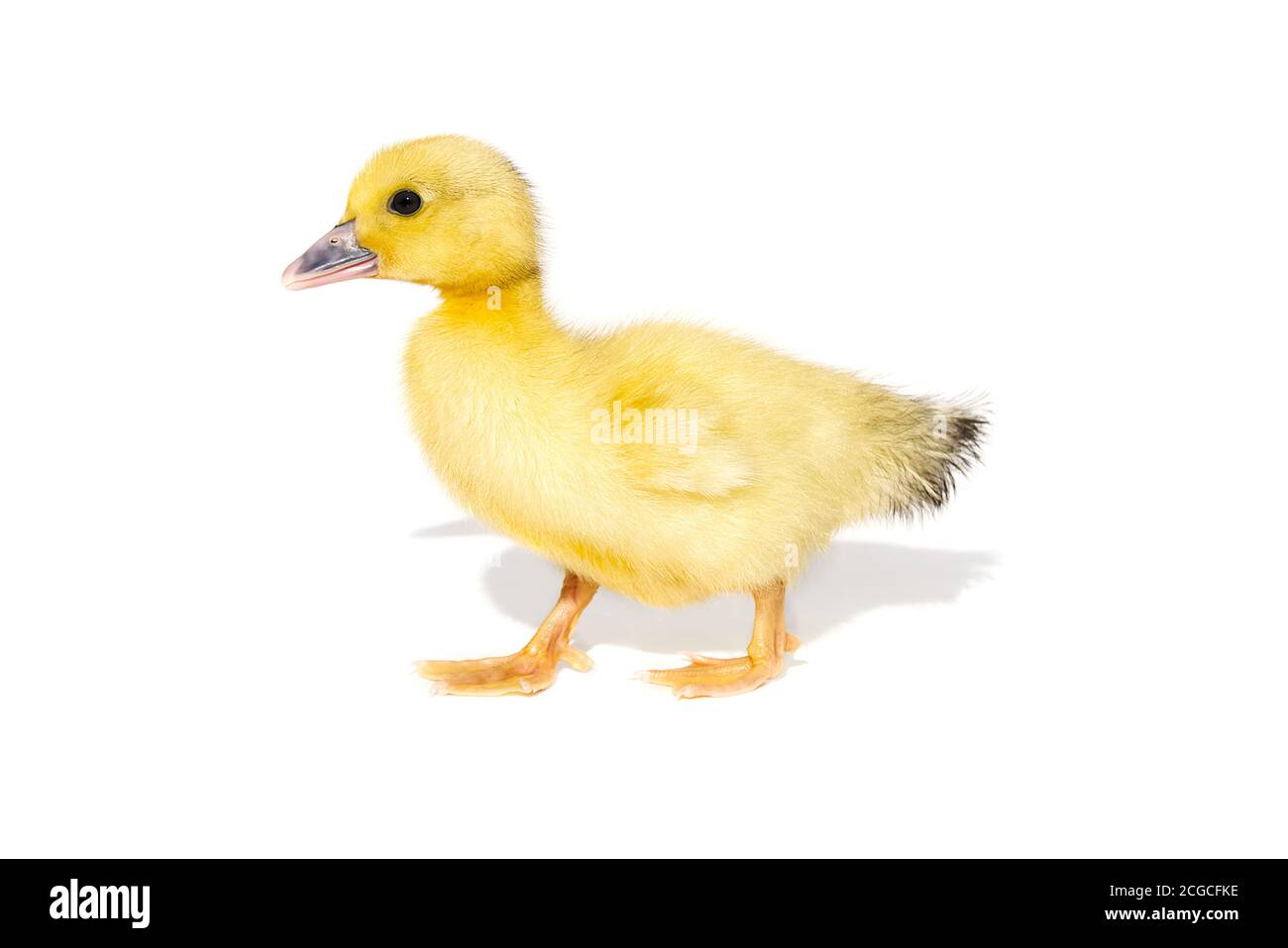 NewBorn little Cute yellow duckling isolated on white Stock Photo - Alamy
