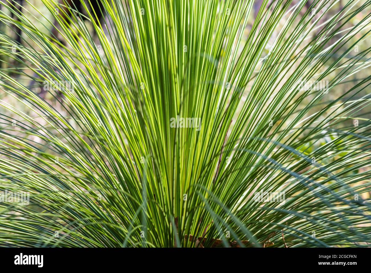 Grass tree (Xanthorrhoea australis). Brisbane Water National Park ...