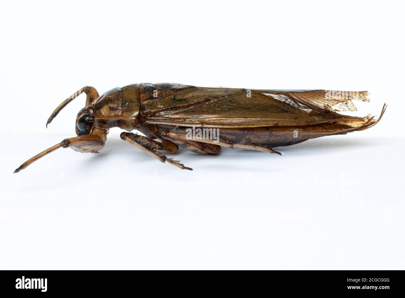 Roasted insect hi-res stock photography and images - Alamy