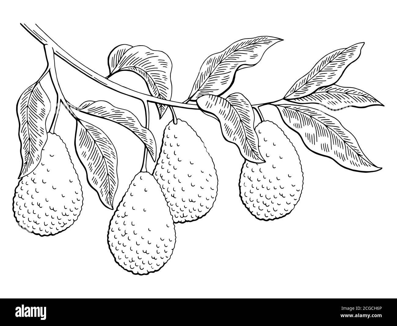 Avocado Tree Illustration