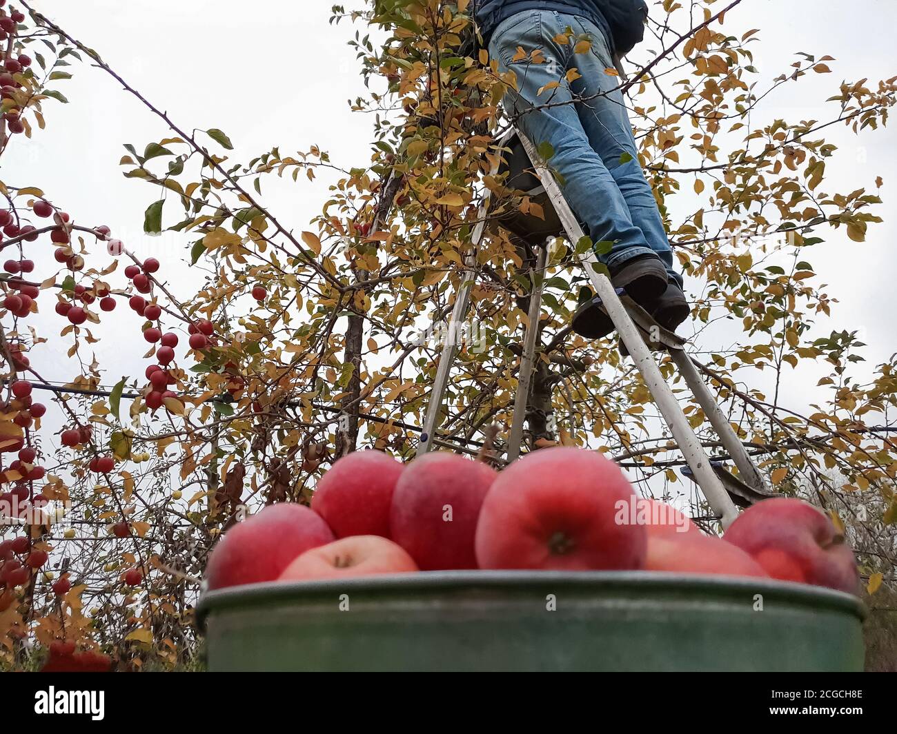 Ladder harvesting apples hi-res stock photography and images - Alamy