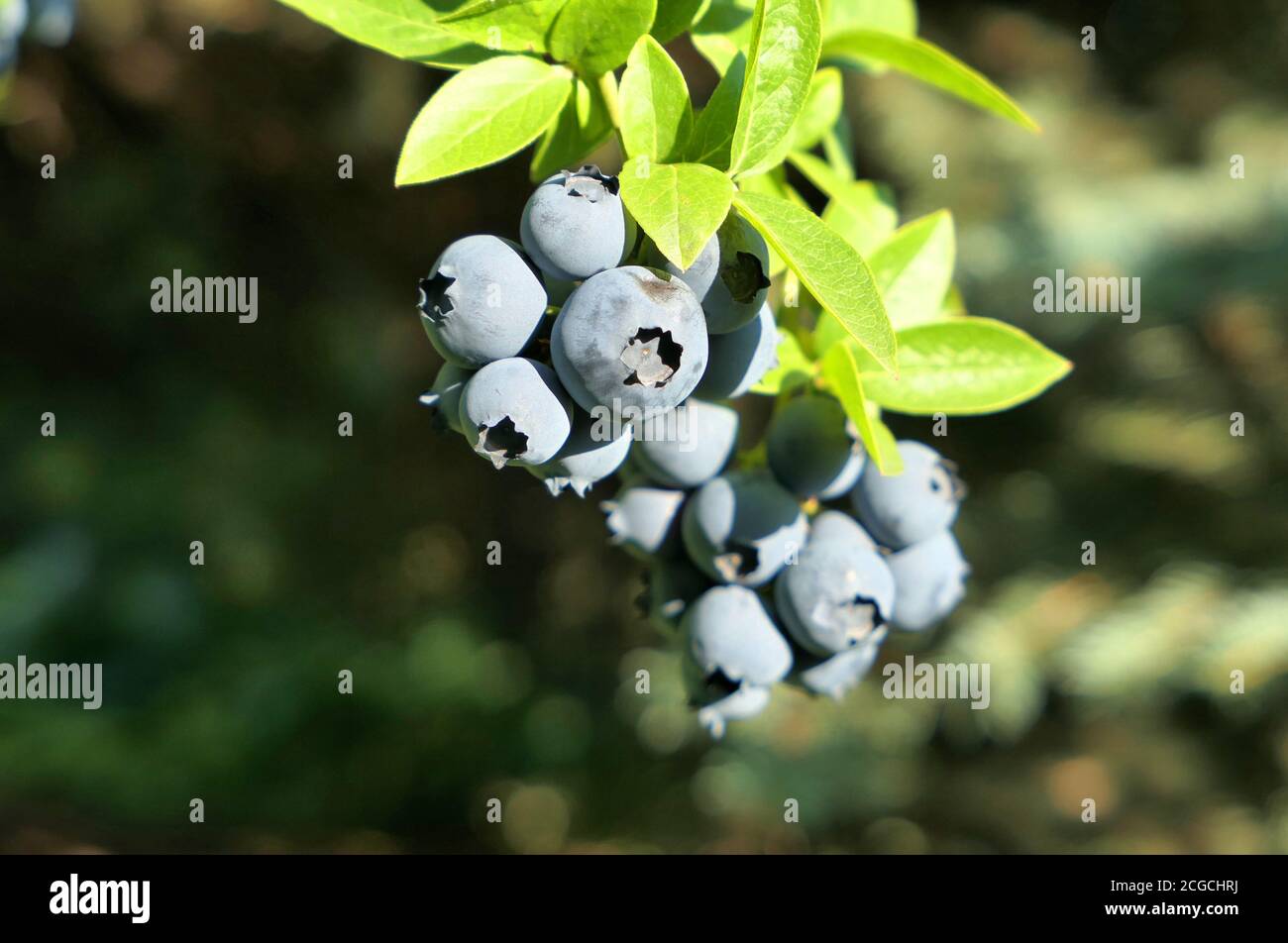 Blueberry plant hi-res stock photography and images - Alamy