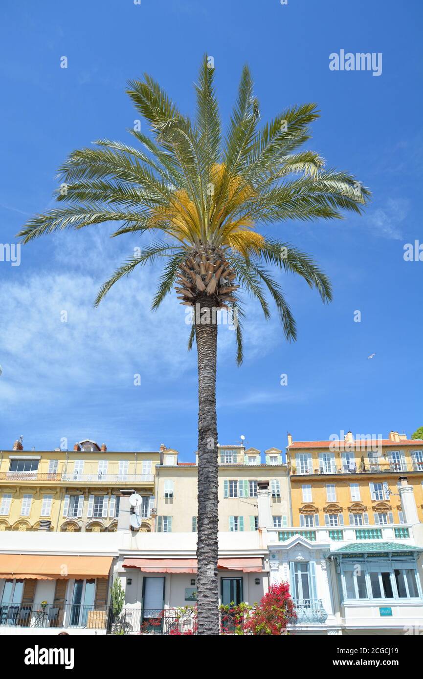 Palm tree and seaside architecture in Nice, France, French Riviera ...