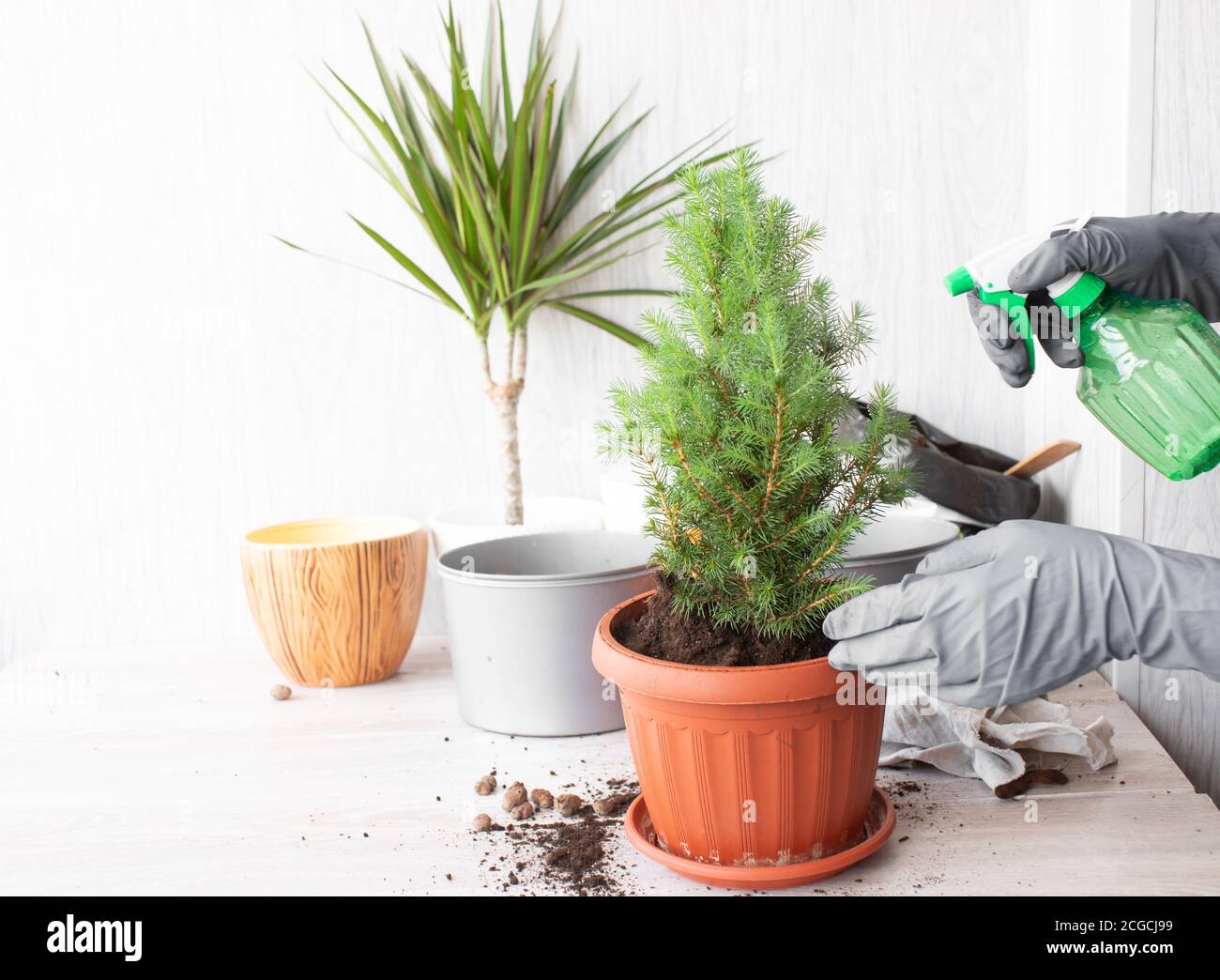 Planting home plants indoors. Hands of a young woman planting in flower ...