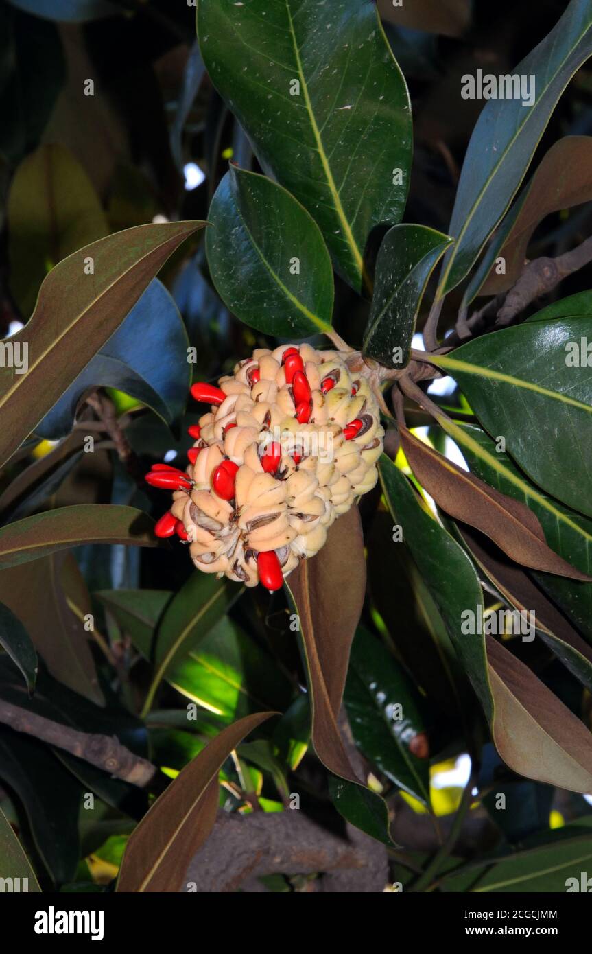 Magnolia grandiflora seed cluster on a tree, Malaga, Costa del Sol ...
