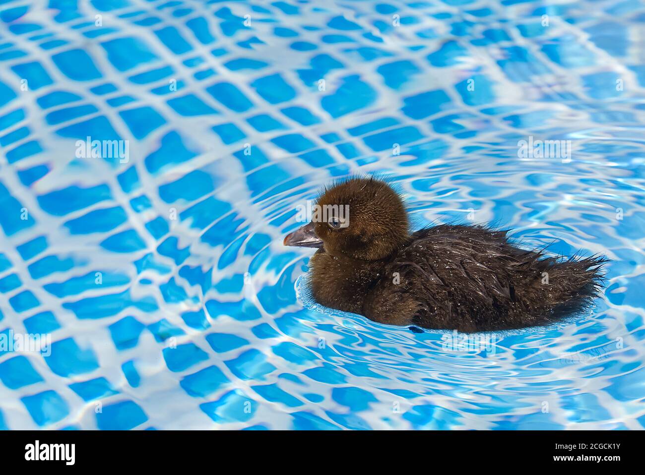 Yellow small cute duckling in swimming pool. Duckling swimming in ...