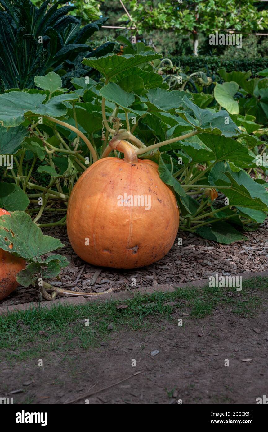 Orange pumpking hi-res stock photography and images - Alamy