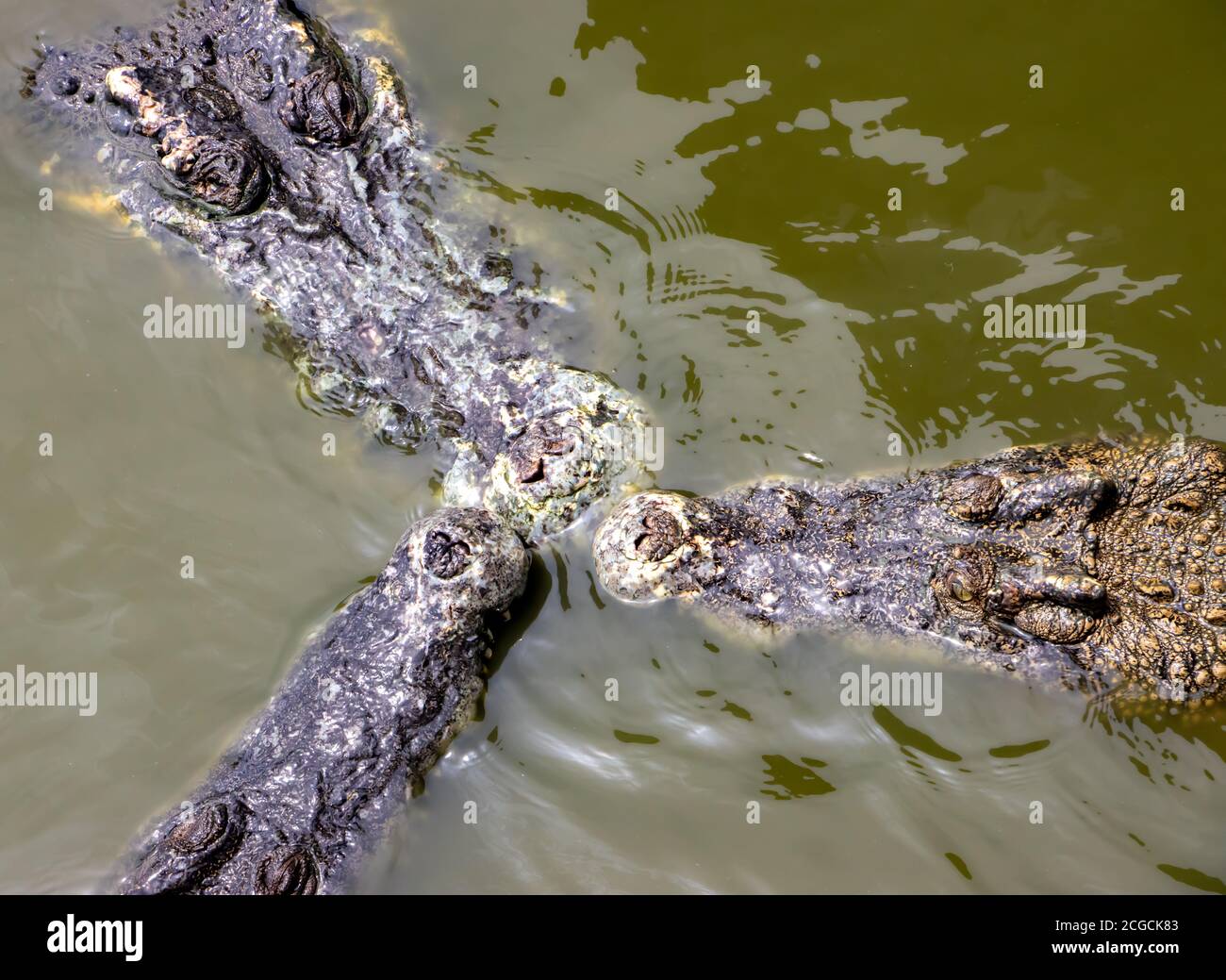 A group of crocodiles in the water. The heads of three crocodiles ...