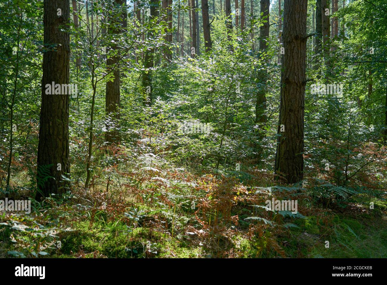 Central european pine forest hi-res stock photography and images - Alamy