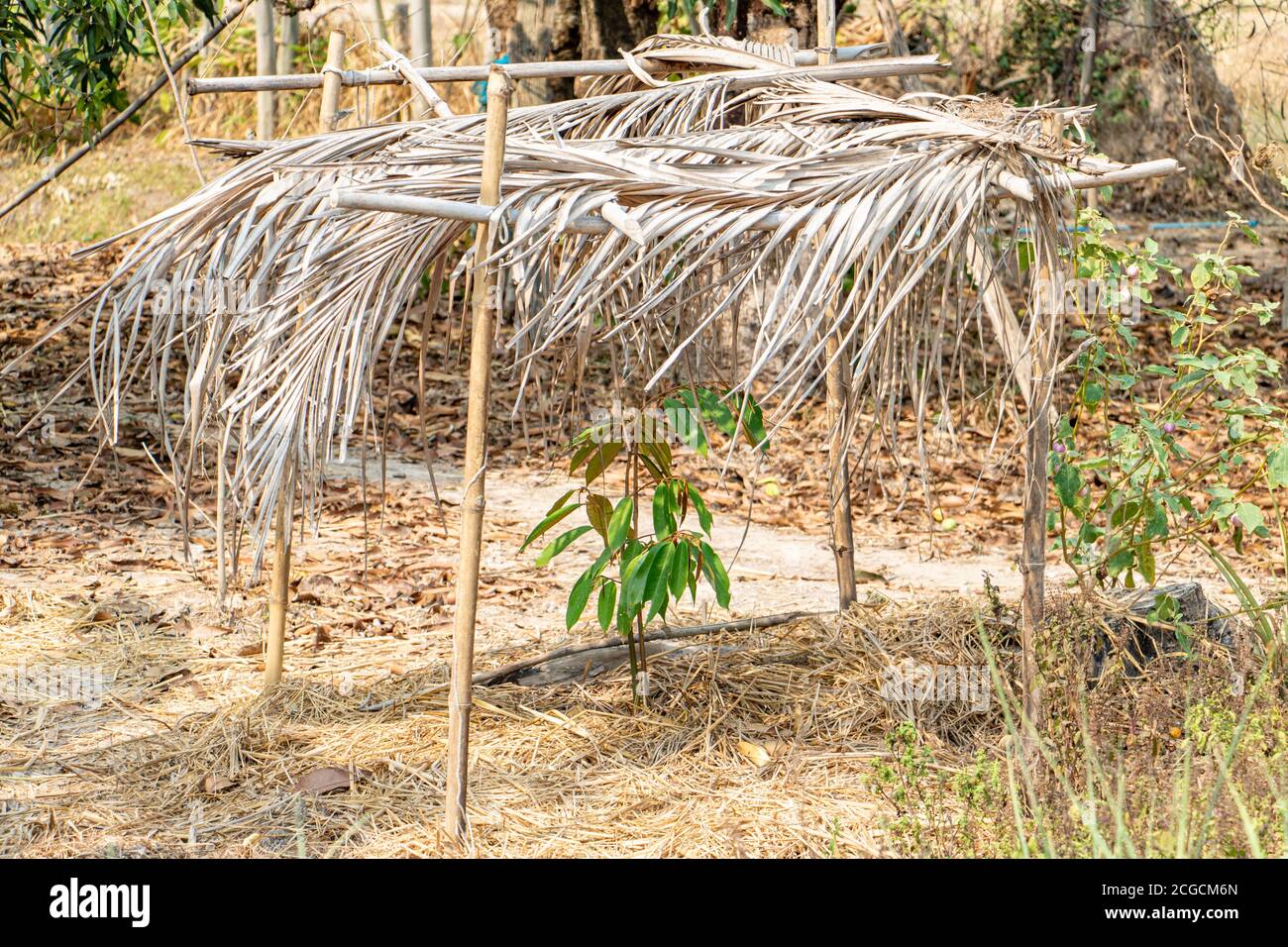 The small mango tree is protected by a shelter from palm leaves ...