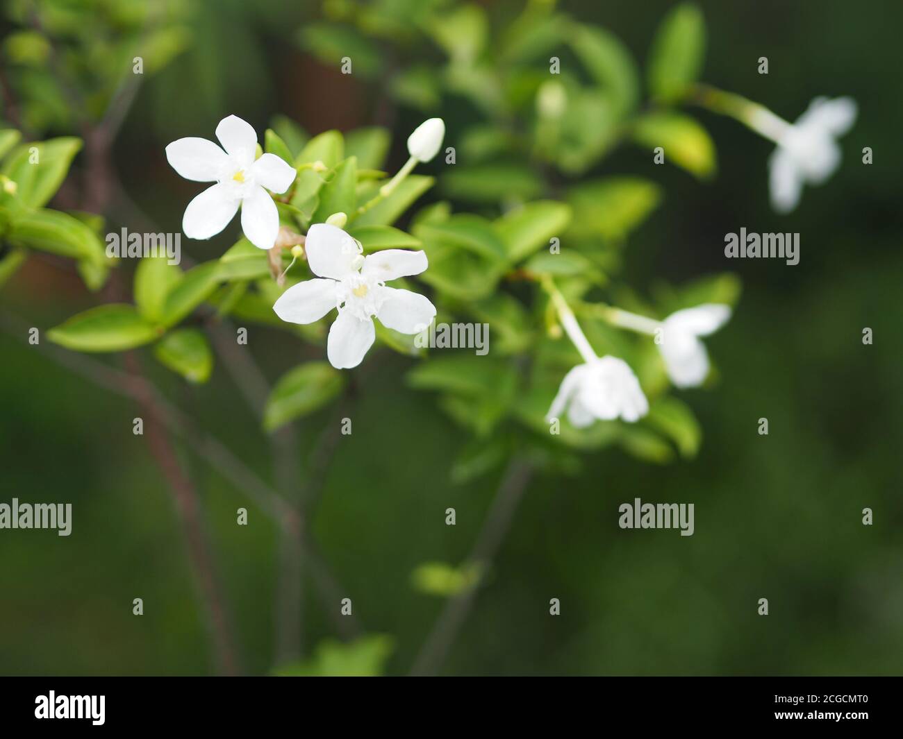 Leaves pointed at the apex hi-res stock photography and images - Alamy