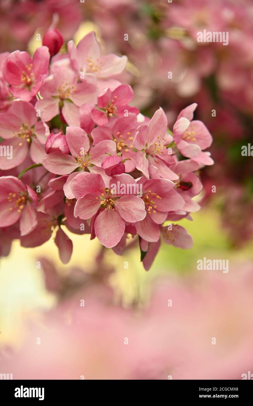 Close up pink Asian wild crabapple tree blossom with leaves over green ...