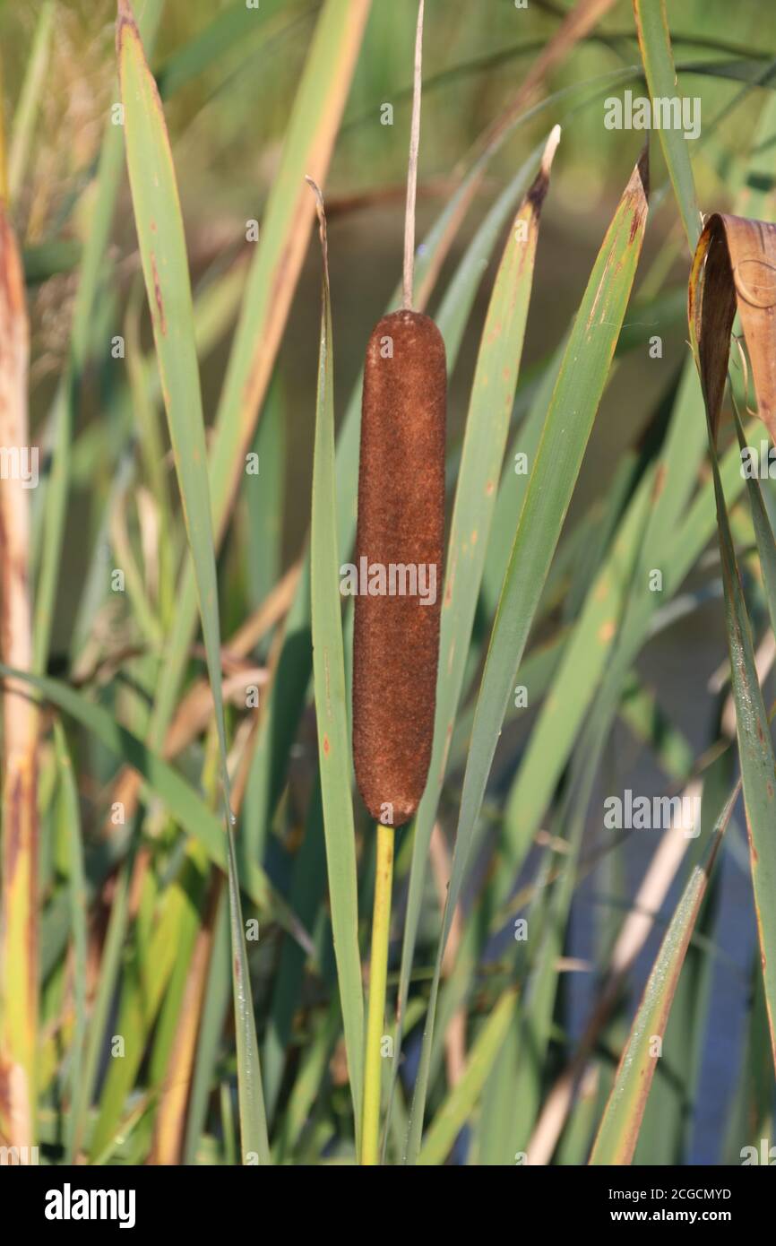 reed mace bulrush plant Stock Photo - Alamy