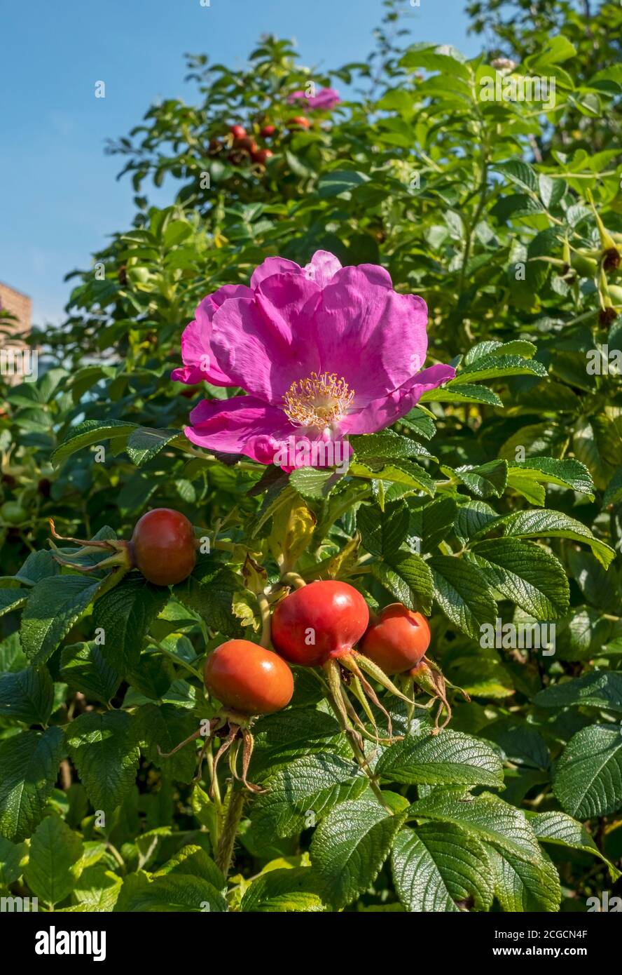 Red rose in gb hi-res stock photography and images - Alamy