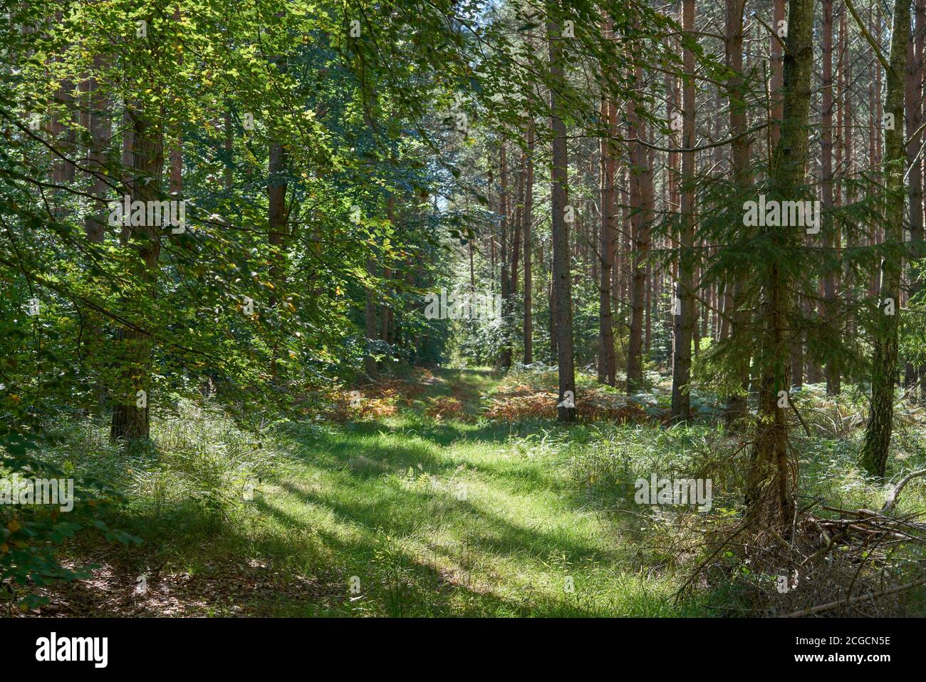 Central European coniferous forest Stock Photo - Alamy
