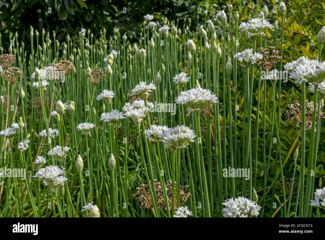Close up of white oriental garlic flowers chives growing in a summer ...