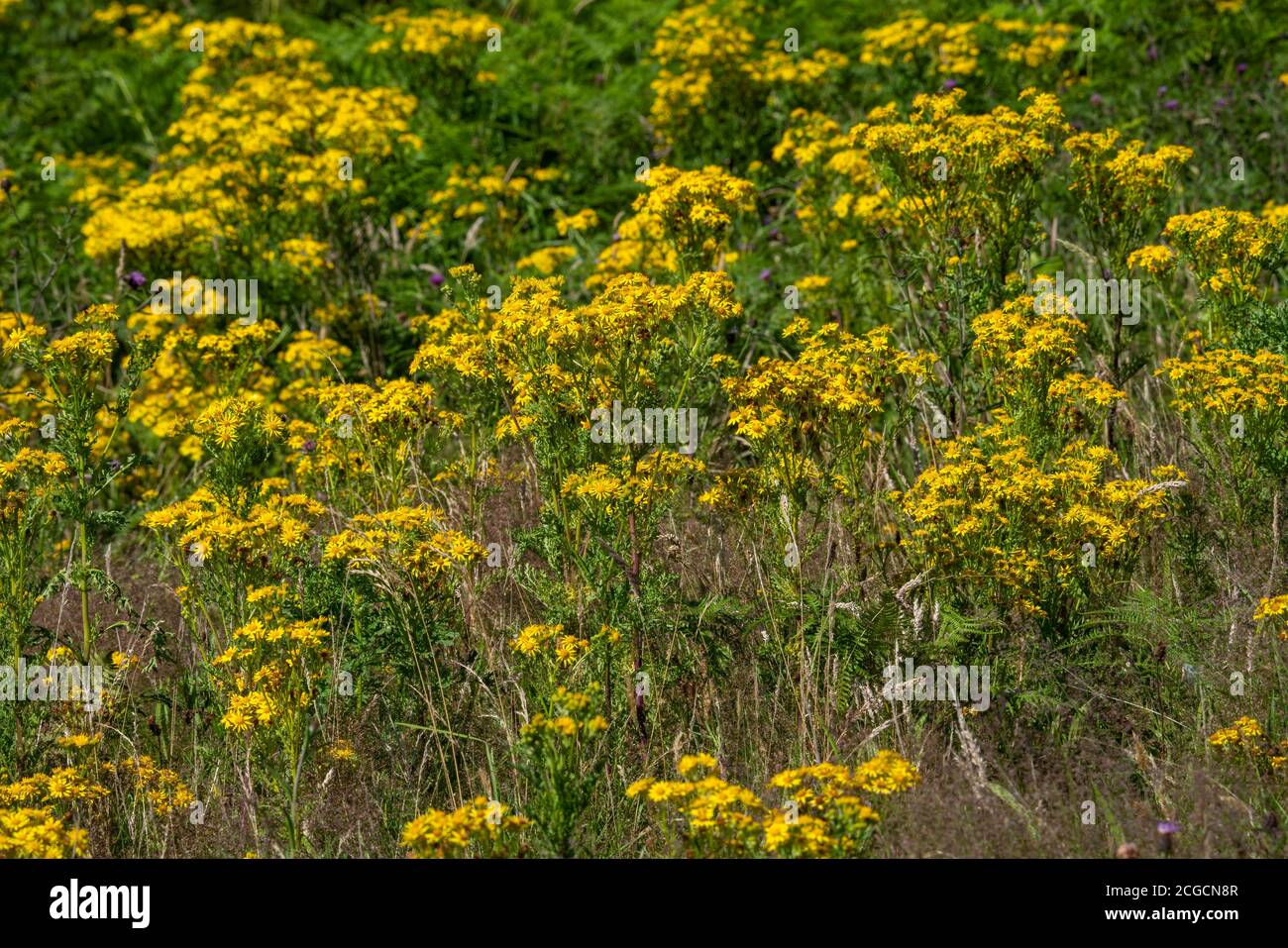 Tansy Ragwort Horses