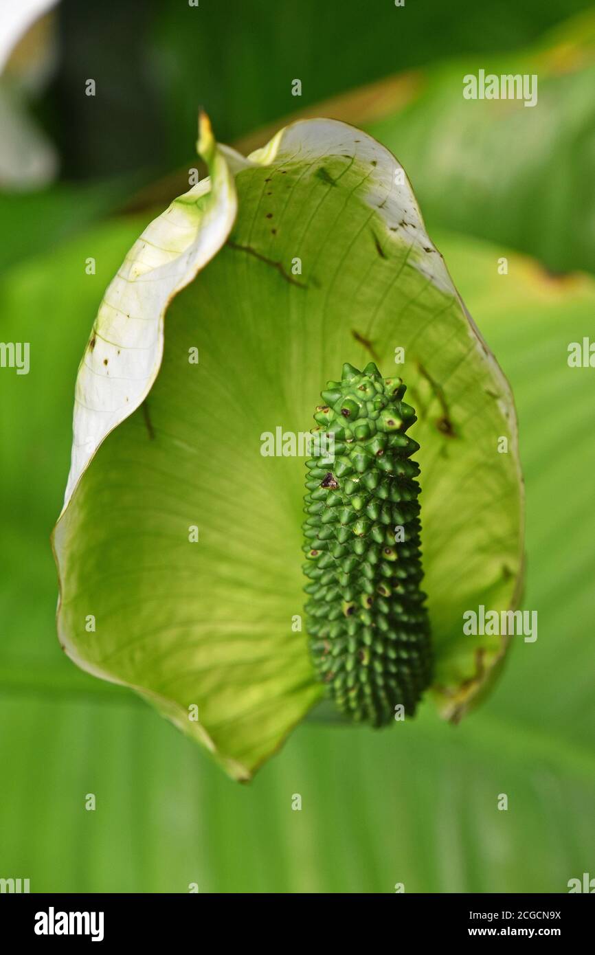 Close up one green tropical Spathiphyllum flower with spadix and spathe ...
