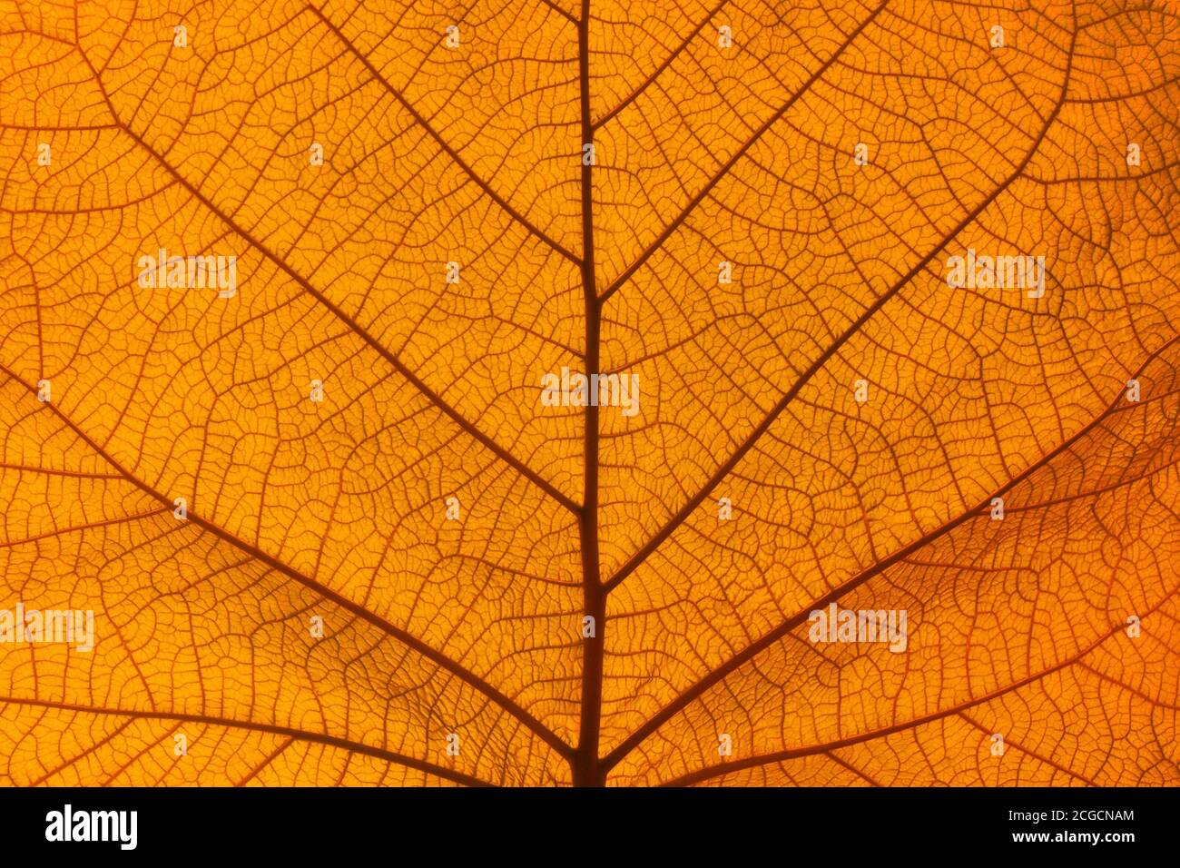 Extreme close up background texture of backlit orange autumn leaf veins ...