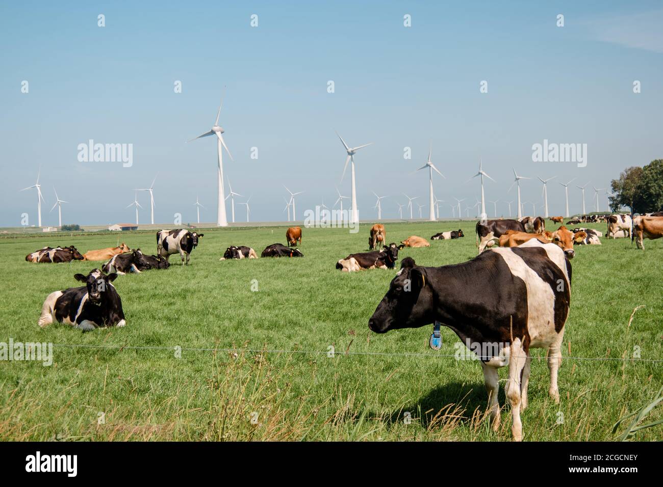 Dutch Brown and White cows mixed with black and white cows in the green ...