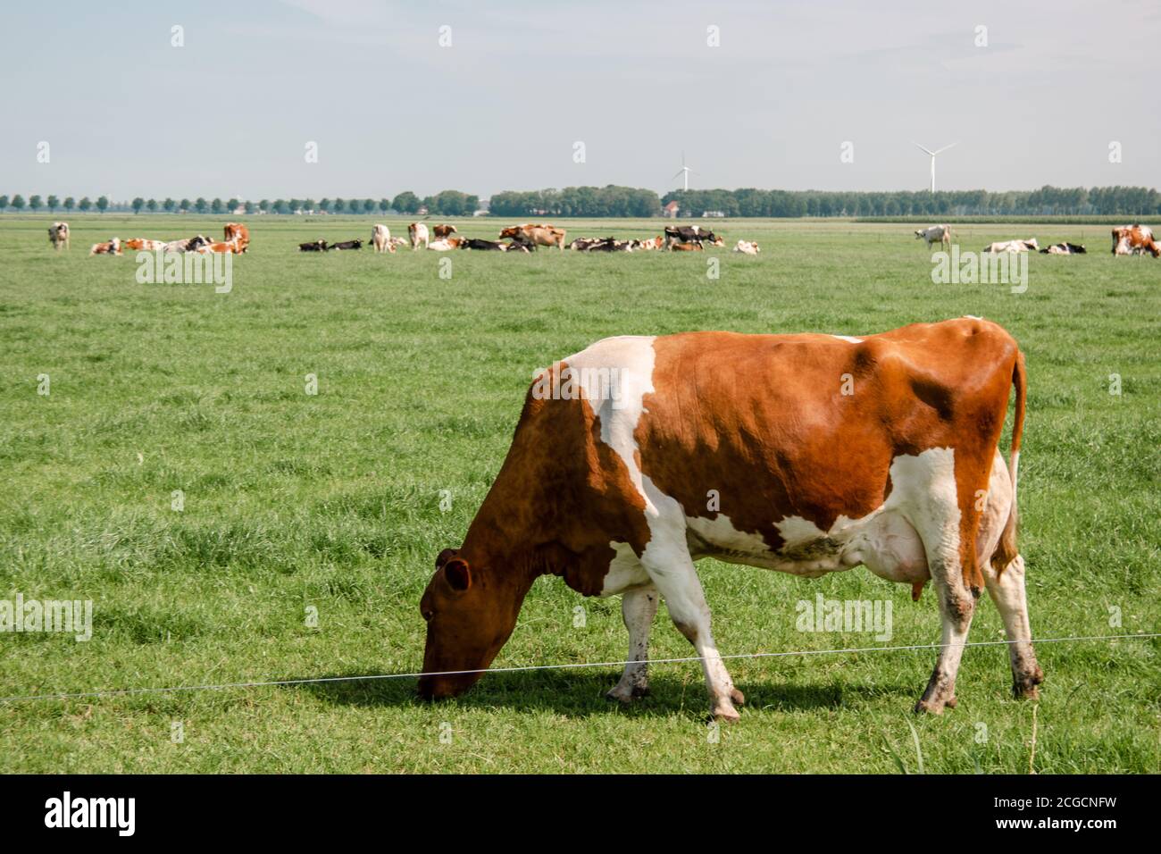 Dutch Brown and White cows mixed with black and white cows in the green ...