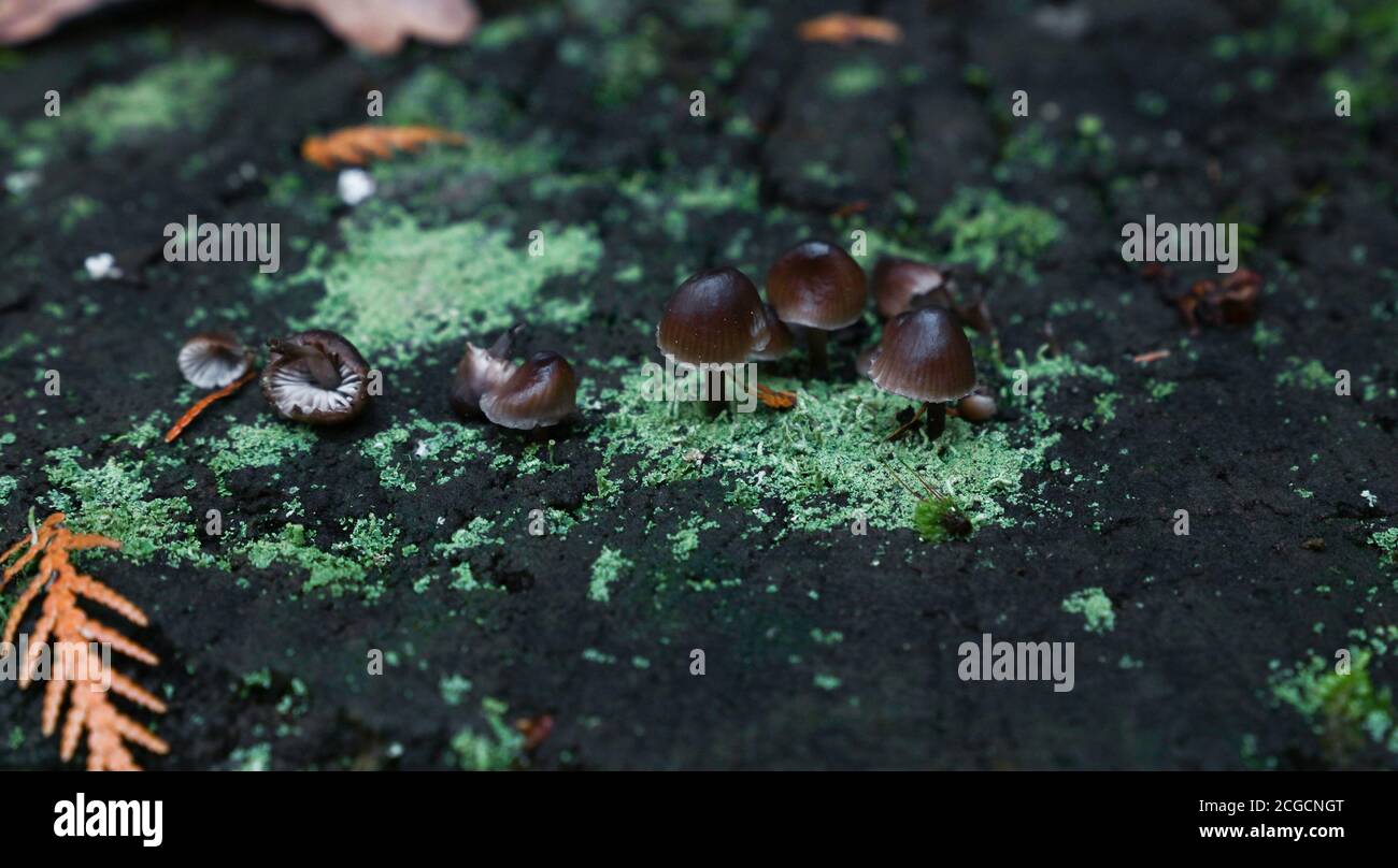 Teal bark hi-res stock photography and images - Alamy