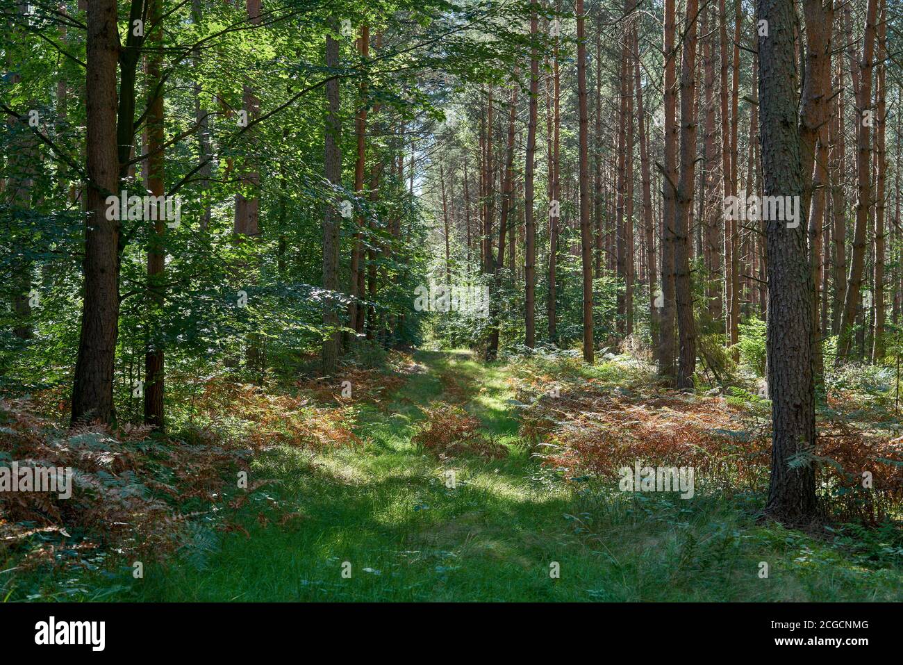 Silent coniferous forest hi-res stock photography and images - Alamy