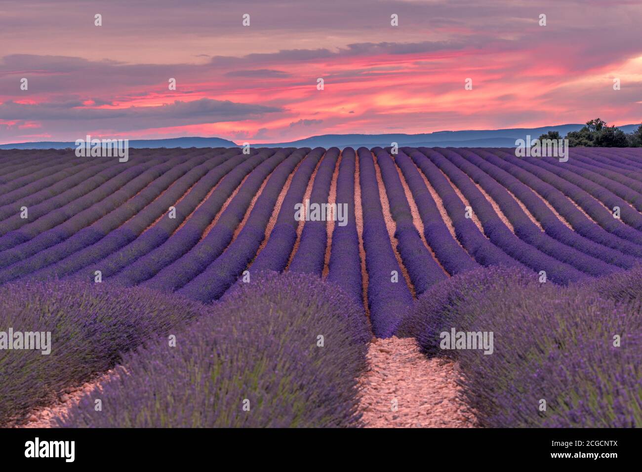 Row Of Lavender High Resolution Stock Photography and Images - Alamy