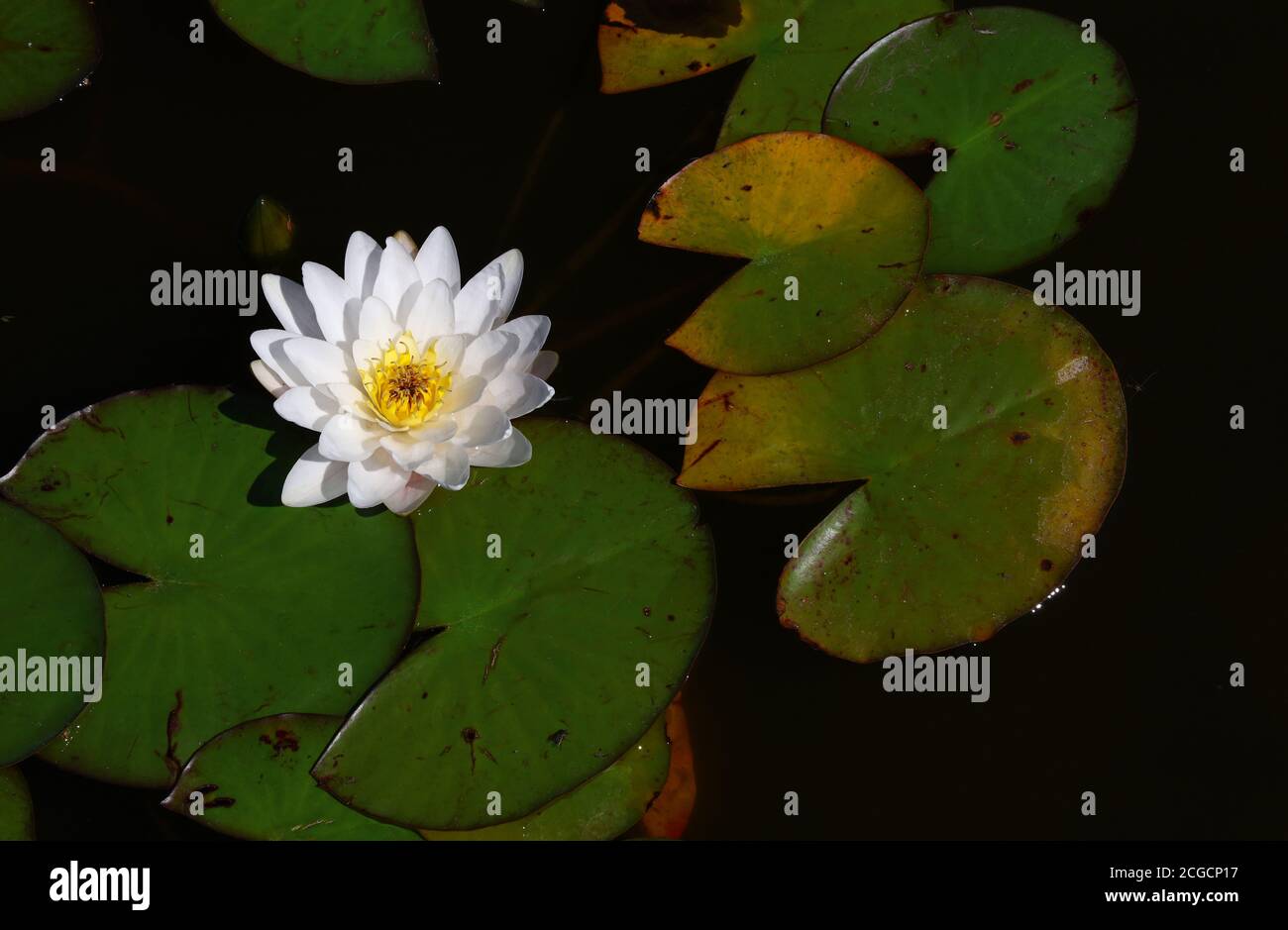 Top view water lilies white hi-res stock photography and images - Alamy