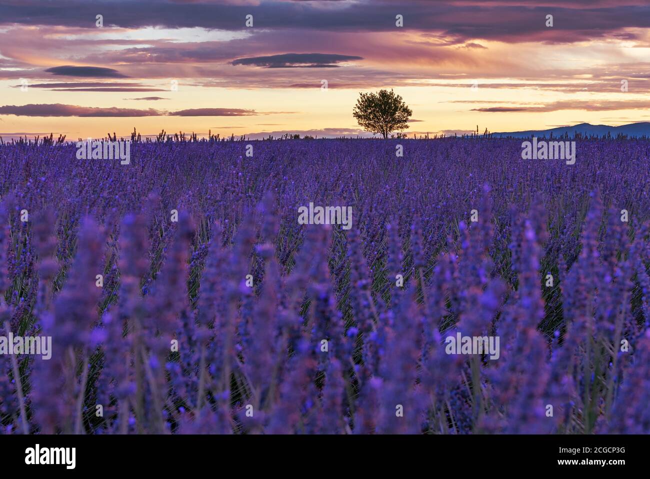 Valensole High Resolution Stock Photography and Images - Alamy