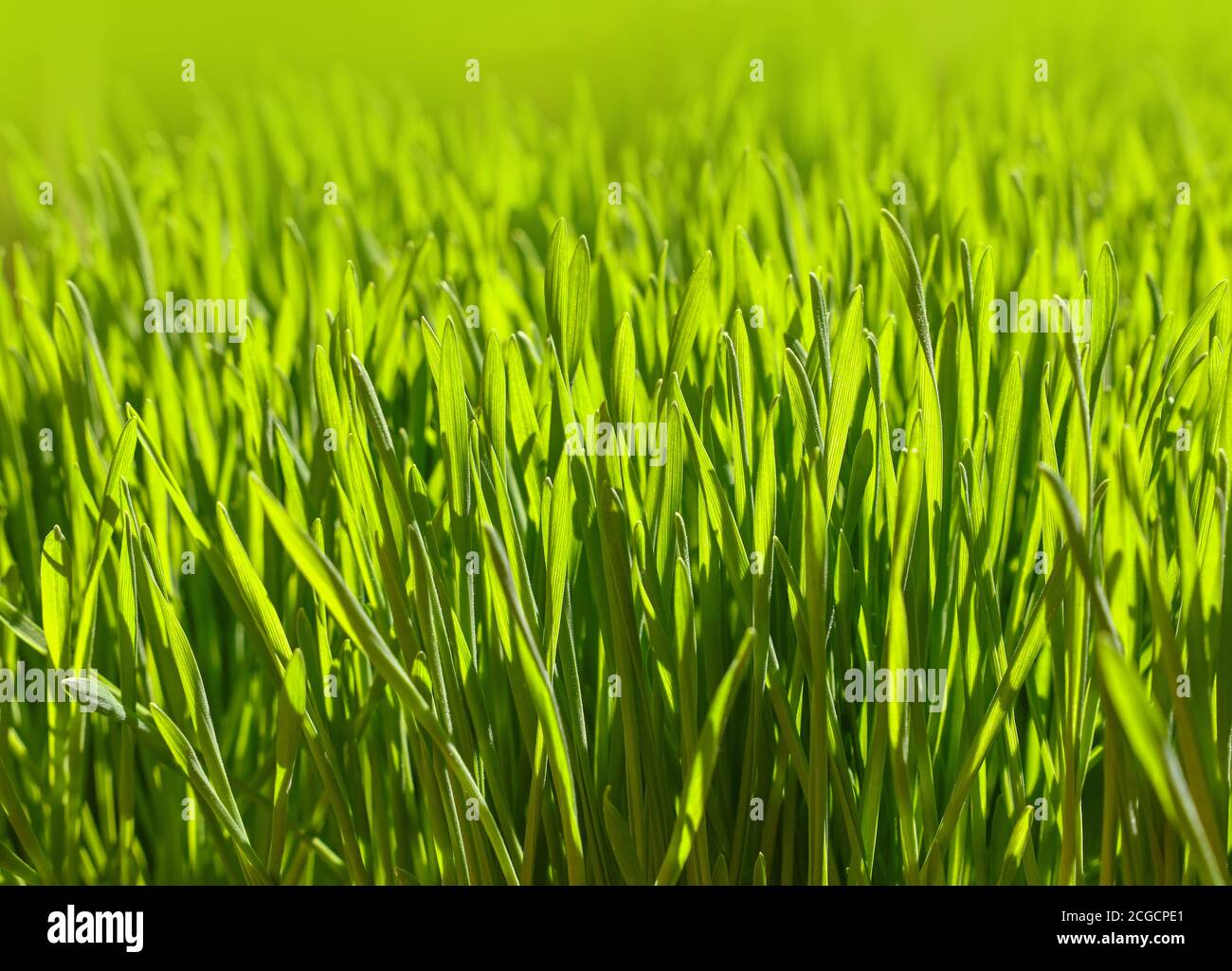 Close up backlit fresh green spring grass background, low angle view ...