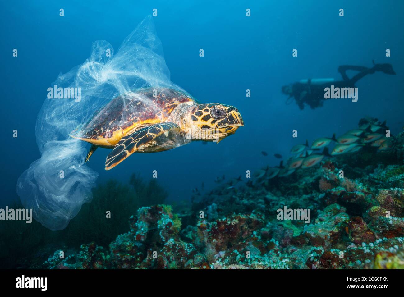 Underwater concept of global problem with plastic rubbish floating in ...