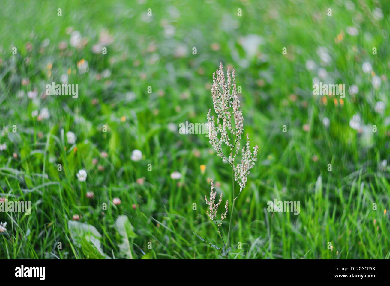 Abstract green nature hi-res stock photography and images - Alamy