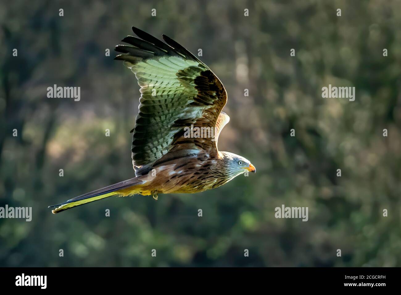 Red Kite (Milvus milvus) bird of prey raptor flying with wings spread ...